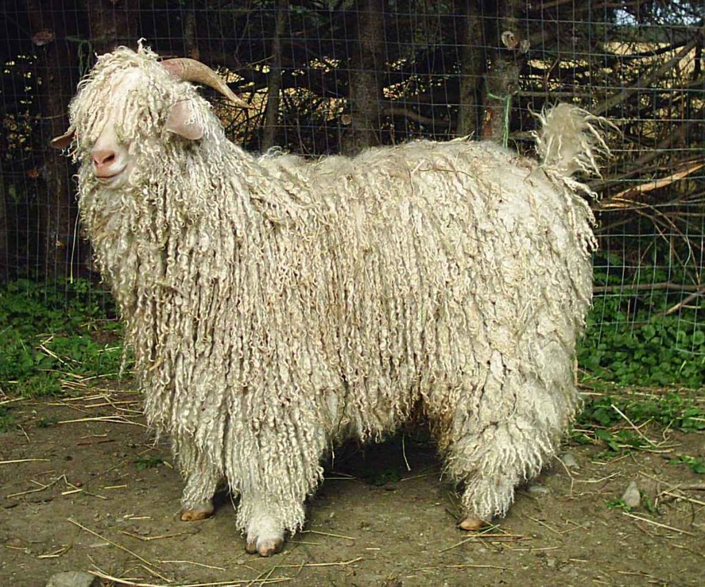 Goat Skin - Leather Repair Company - Leather Encyclopaedia